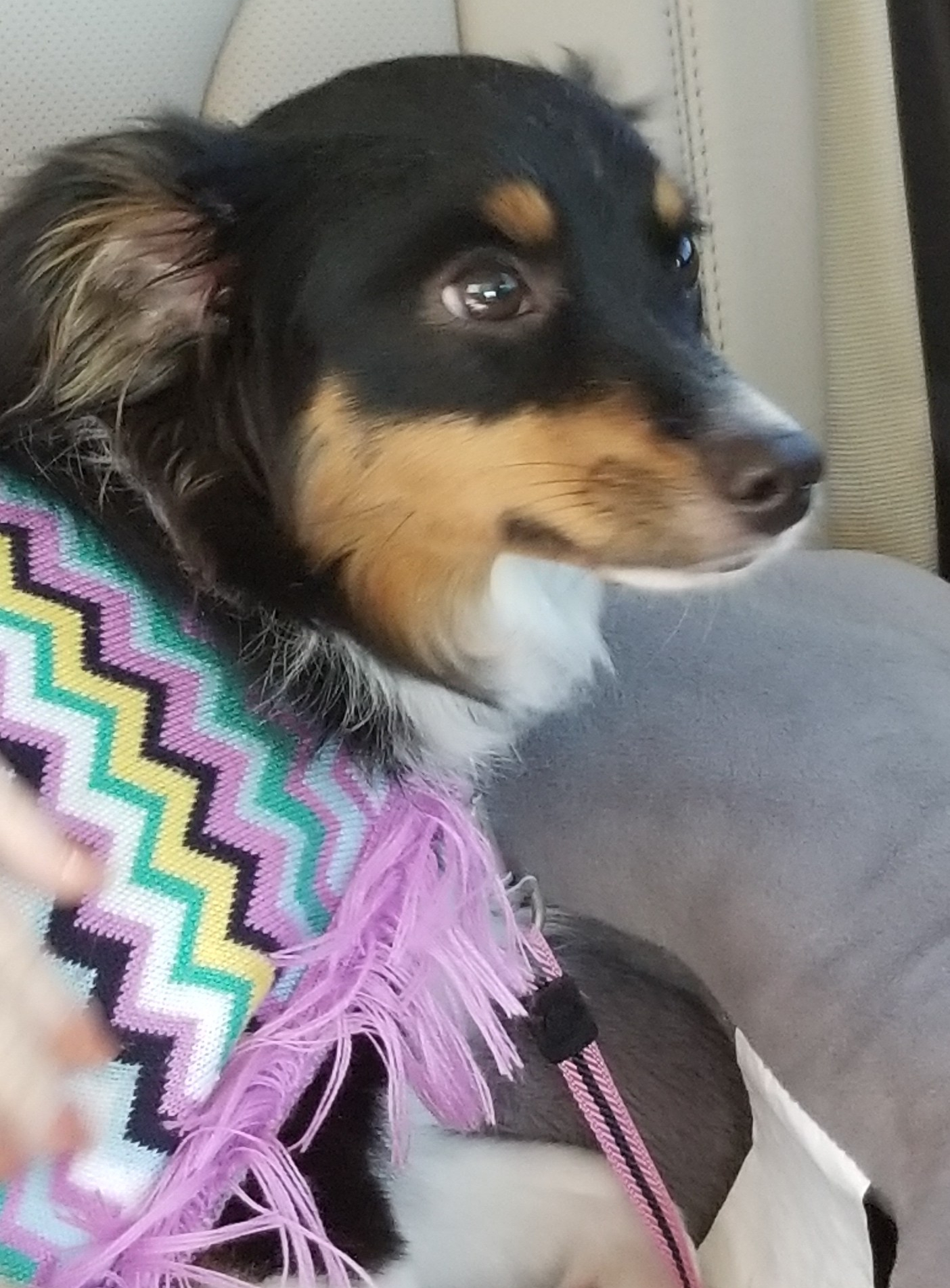 Have a Heart (On Being Worthy of a Dog) – findingjubilee