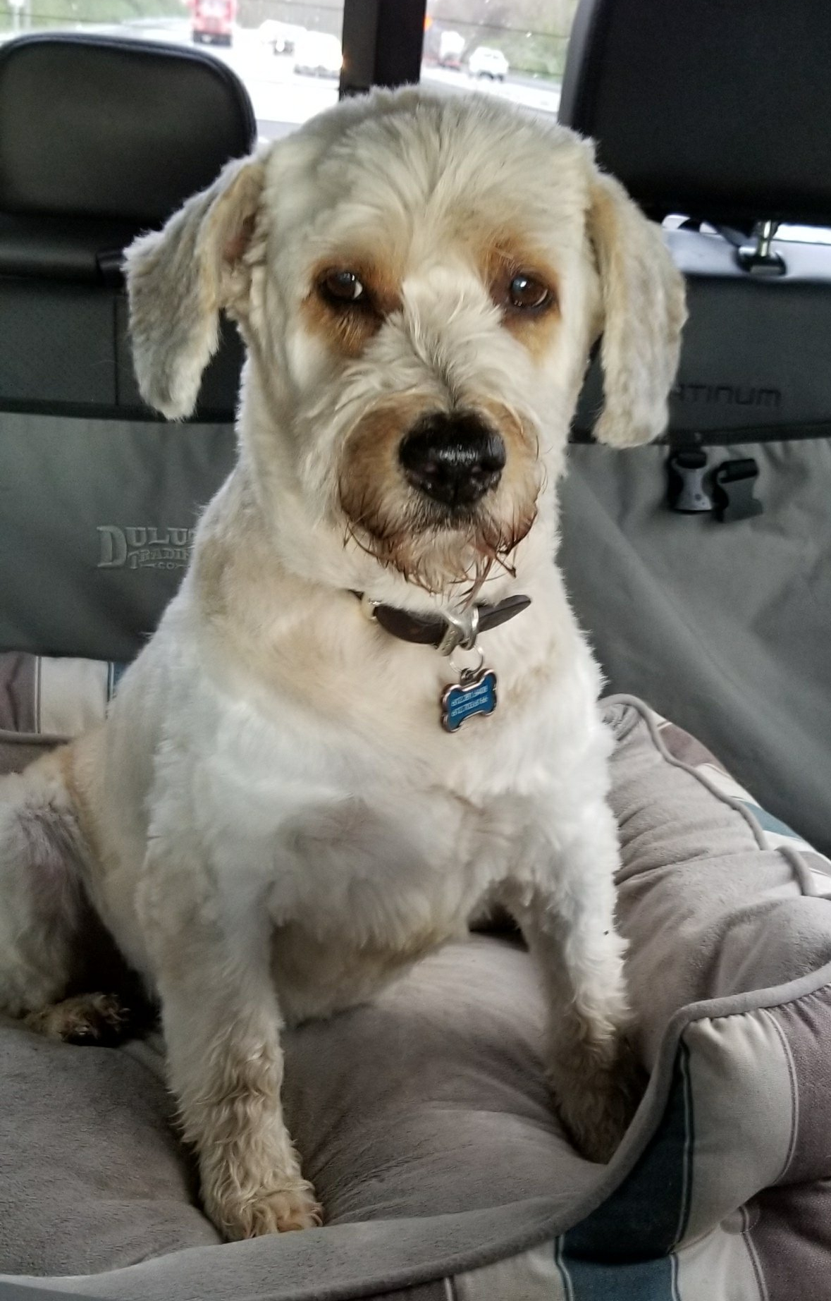 Have a Heart (On Being Worthy of a Dog) – findingjubilee