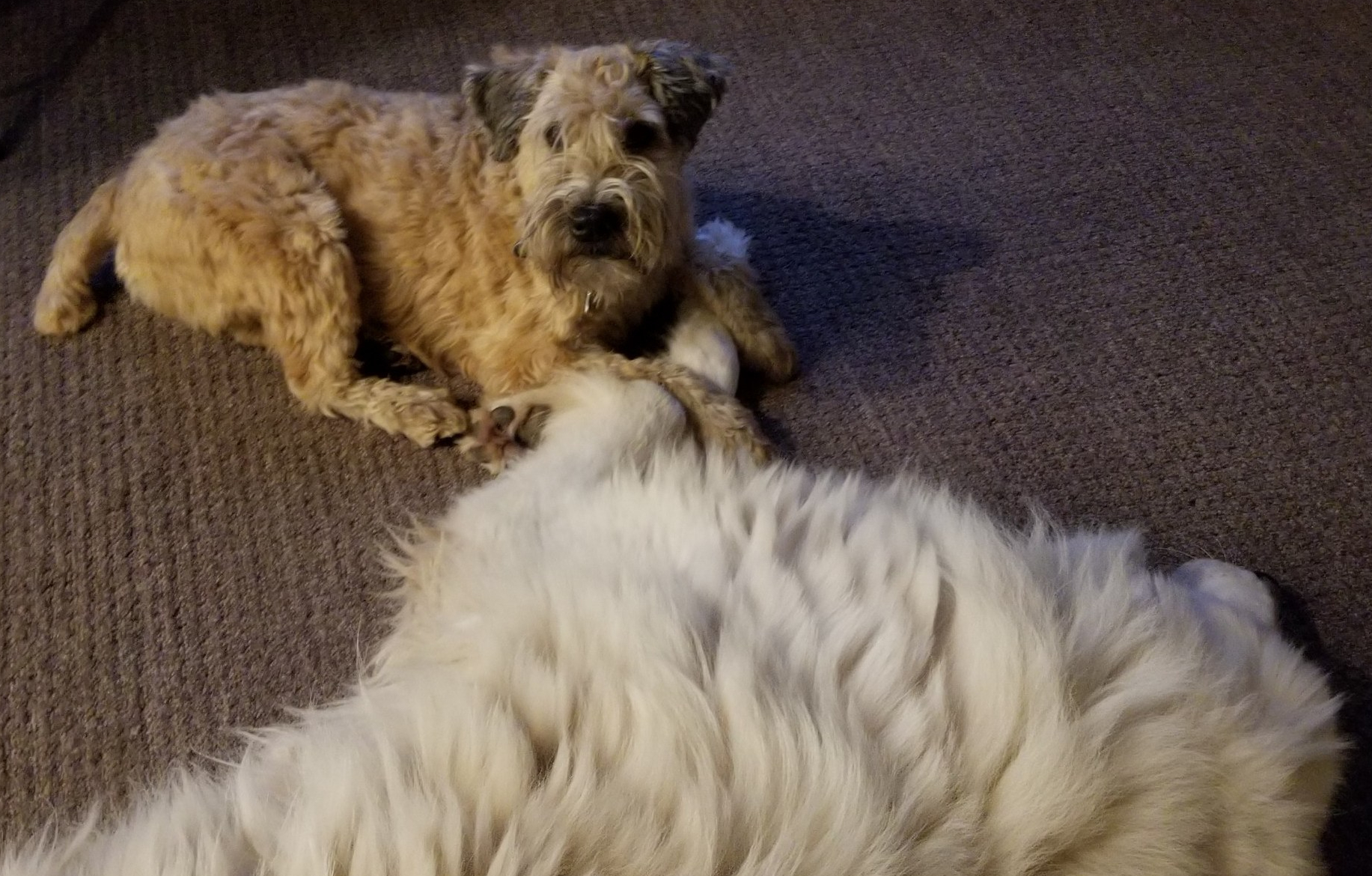 Have a Heart (On Being Worthy of a Dog) – findingjubilee